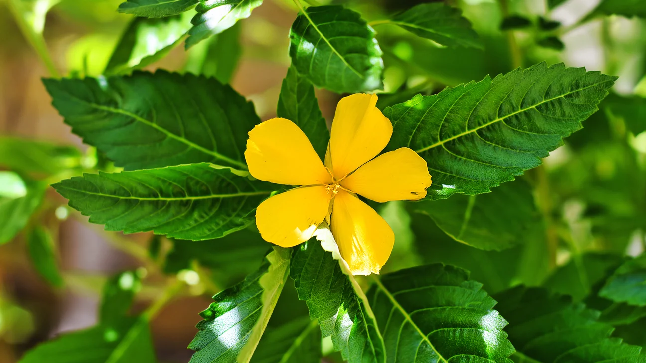 Damiana Effects On Testosterone: Myth Vs Reality